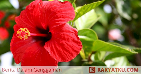 5 Bunga yang Dapat Dimakan dan Manfaatnya untuk Kesehatan