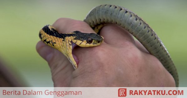 Catat! Pertolongan Pertama saat Digigit Ular Berbisa