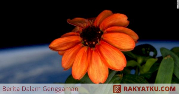Potret Bunga Pertama yang Mekar di Luar Angkasa