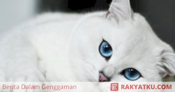 Lesu dan Muntah, Seekor Kucing Terkonfirmasi Positif Covid-19 Bersama ...