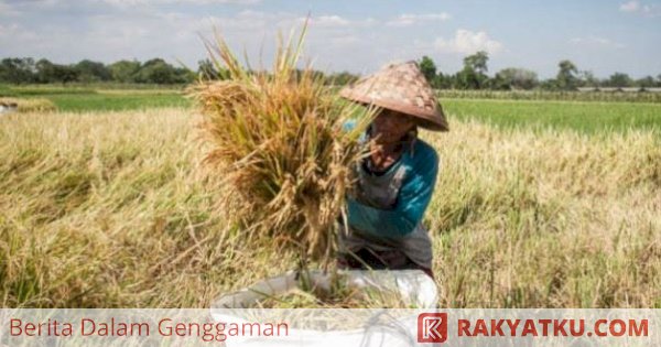 Hitung Produksi Beras, BPS: KSA Metode Terbaik yang Dimiliki Indonesia