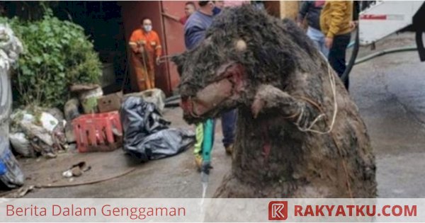 Viral "Tikus" Raksasa Segede Anak Gajah Menyumbat Aliran Air Got